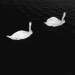 Listen to New Cashmere Cat Song "Adore" Featuring Ariana Grande ...