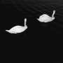Listen to New Cashmere Cat Song "Adore" Featuring Ariana Grande ...